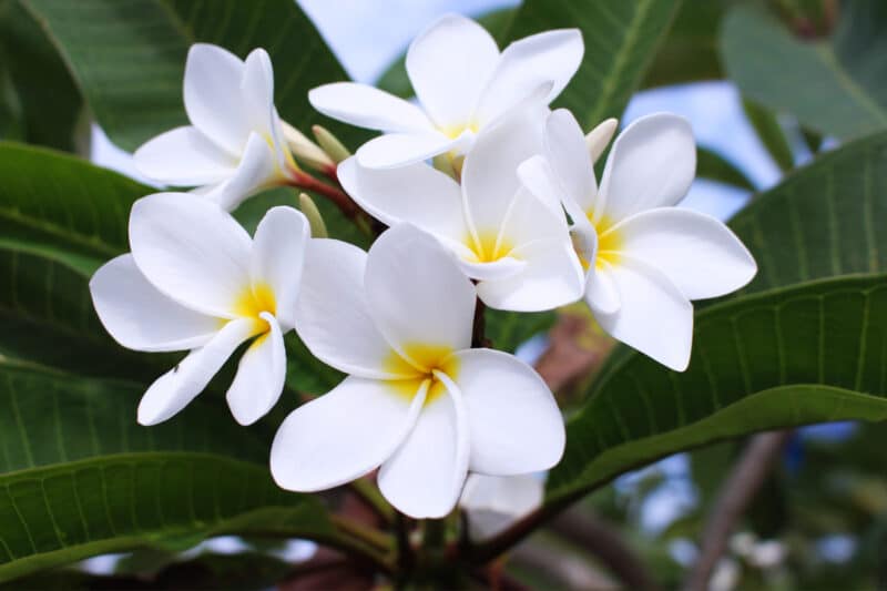 caractéristiques et culture du plumeria ou du frangipanier | Conseils Beauté-Santé