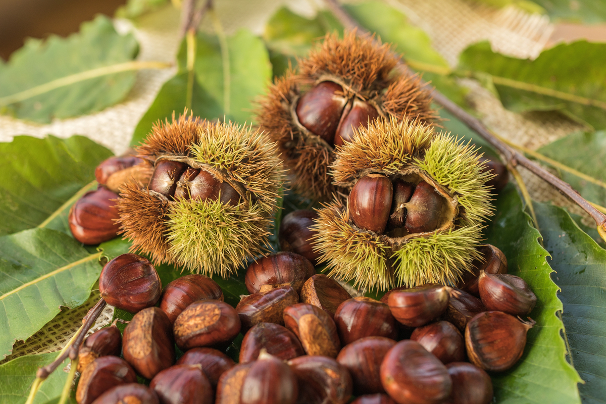 Le regole e i consigli per raccogliere le castagne e conservarle al meglio