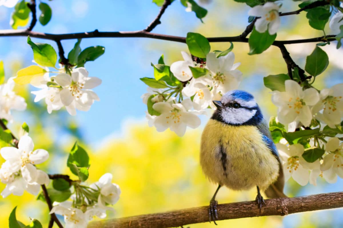 Bird garden: che cos'è e come realizzare un "giardino per uccelli"