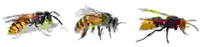 Calabrone: come proteggerci e come curare le punture