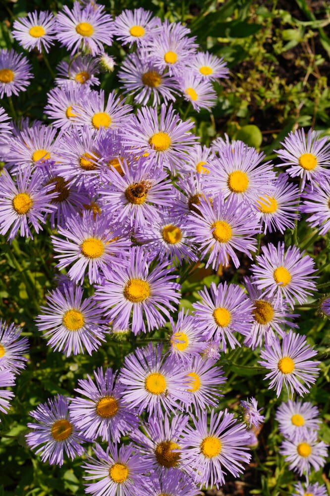 Aster: la guida completa alla coltivazione dei diversi tipi di questa pianta