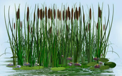 Giunco una fibra naturale insolita per arredi in stile coloniale ...