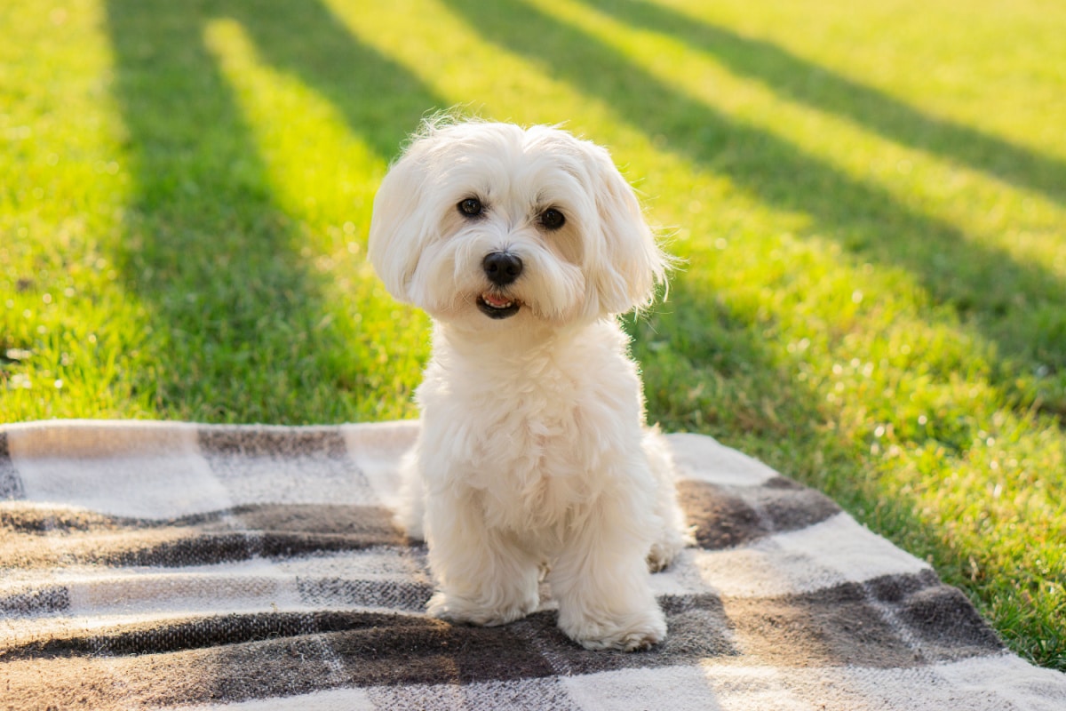 Cuccioli Maltesi Carini