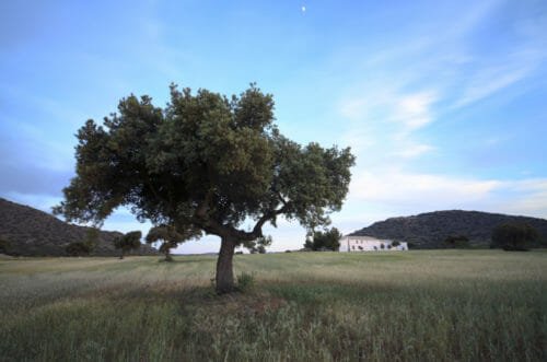 Leccio: descrizione, caratteristiche, coltivazione e cura