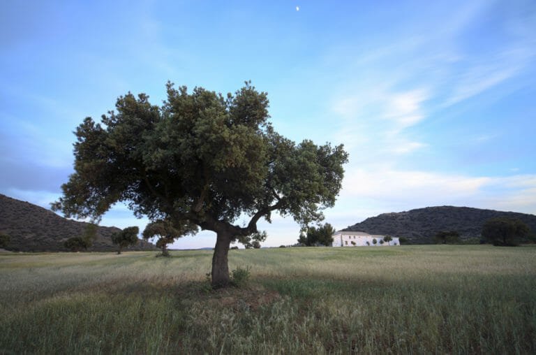 Leccio: descrizione, caratteristiche, coltivazione e cura