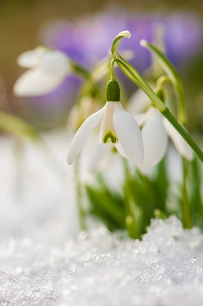 Tutto sul bucaneve, il più classico dei fiori invernali