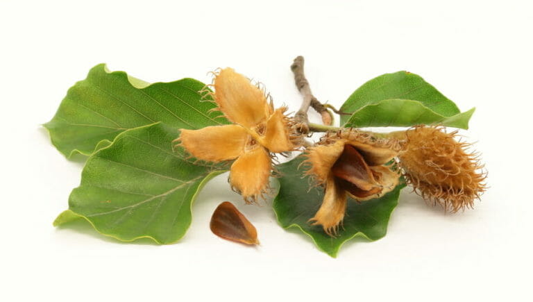 Faggio: caratteristiche, coltivazione e diffusione di questo albero europeo