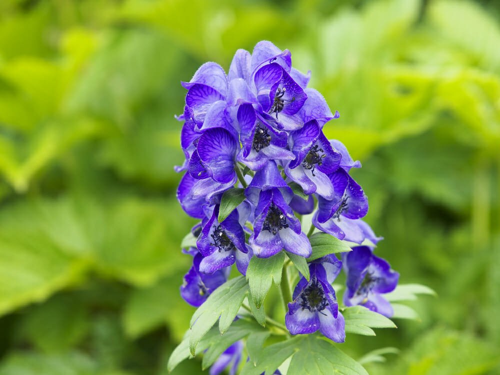 Aconito: cosa c'è da sapere sulla pianta più velenosa della nostra flora