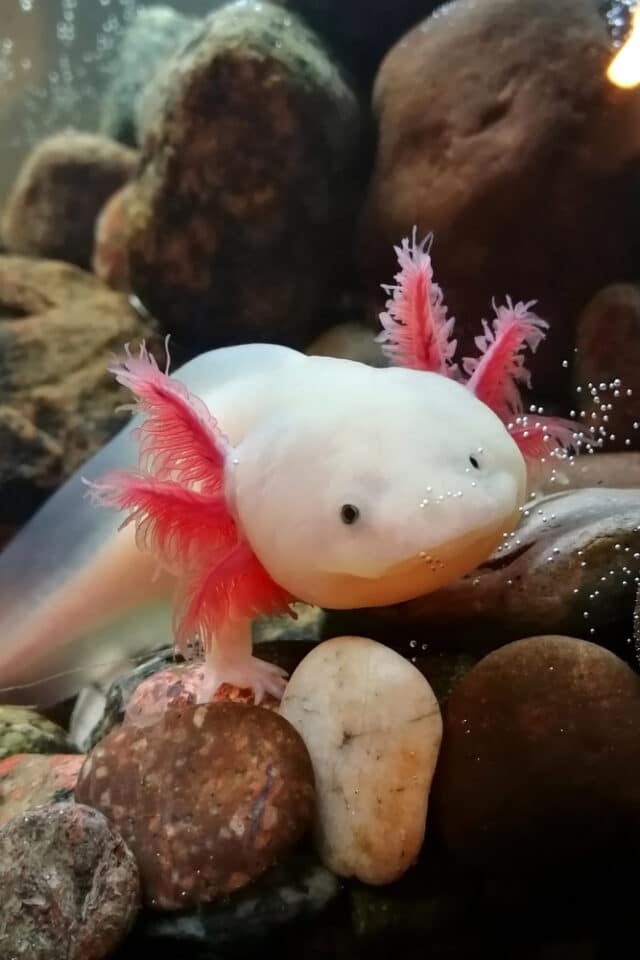 Ecco lo strano Axolotl o assolotto, la salamandra messicana