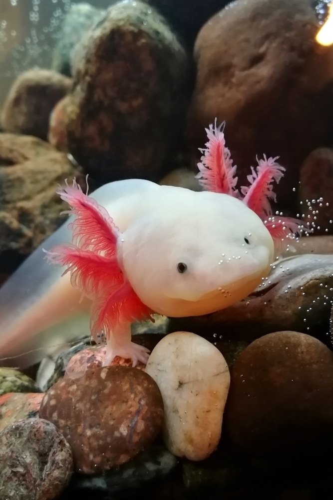 Ecco lo strano Axolotl o assolotto, la salamandra messicana