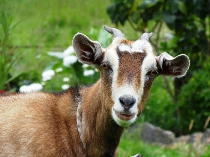 Capra domestica: i consigli per allevarla come animale da compagnia