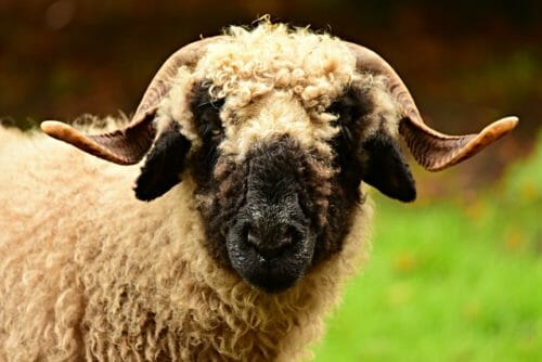 Pecora come animale da compagnia? Quello che c'è da sapere