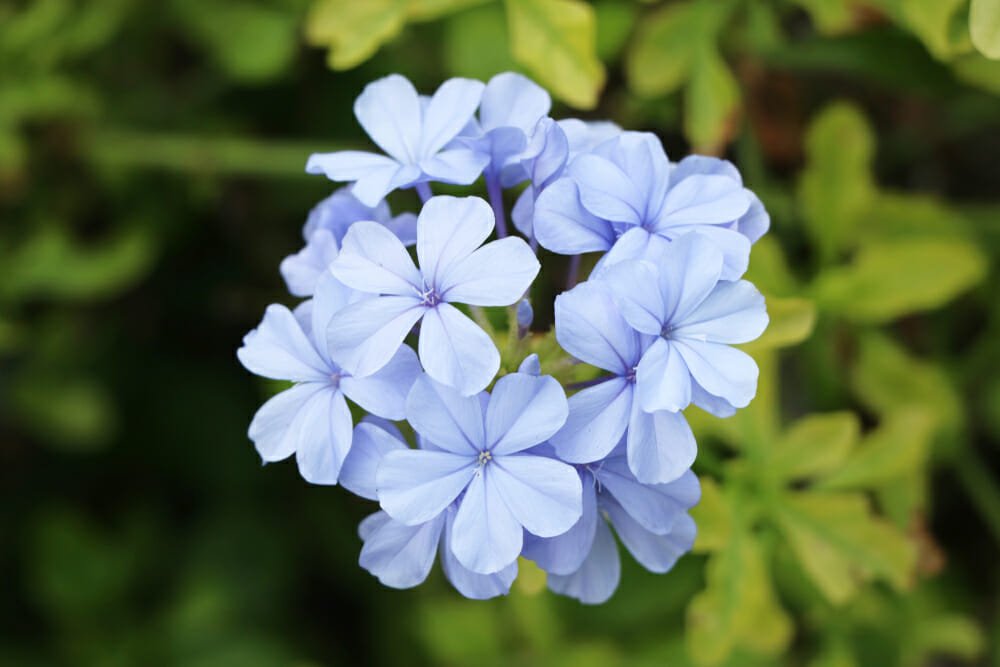 I fiori azzurri più belli da conoscere per tutte le stagioni