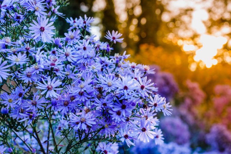I fiori azzurri più belli da conoscere per tutte le stagioni
