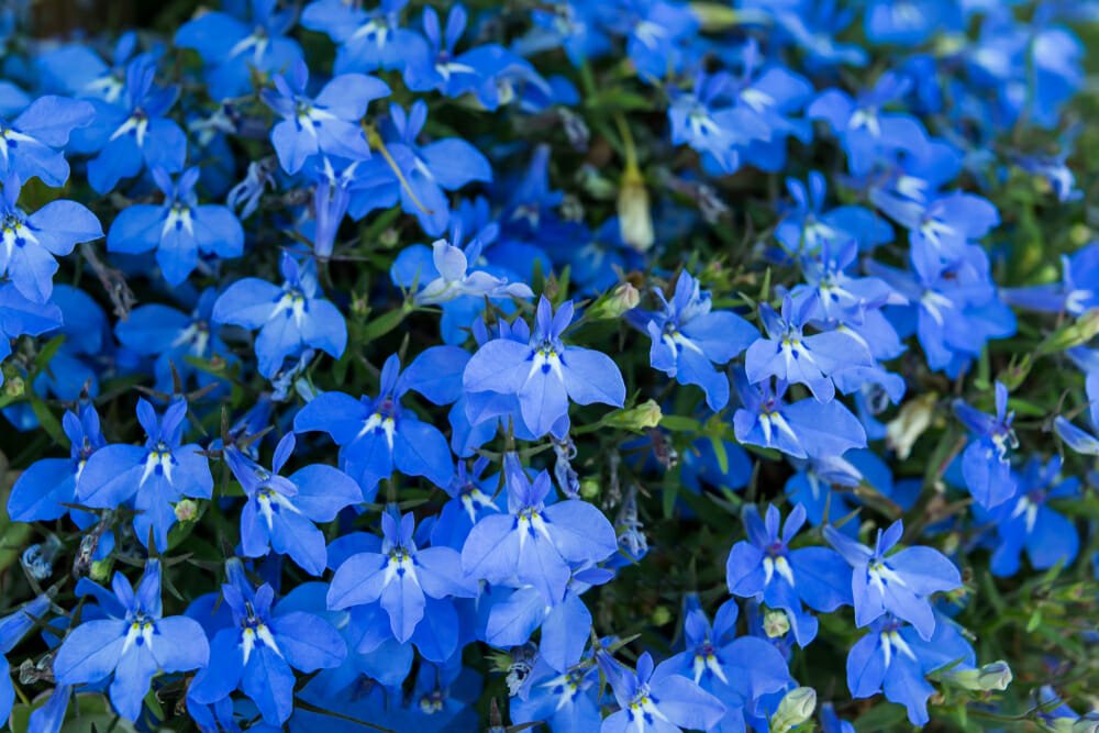 I fiori azzurri più belli da conoscere per tutte le stagioni
