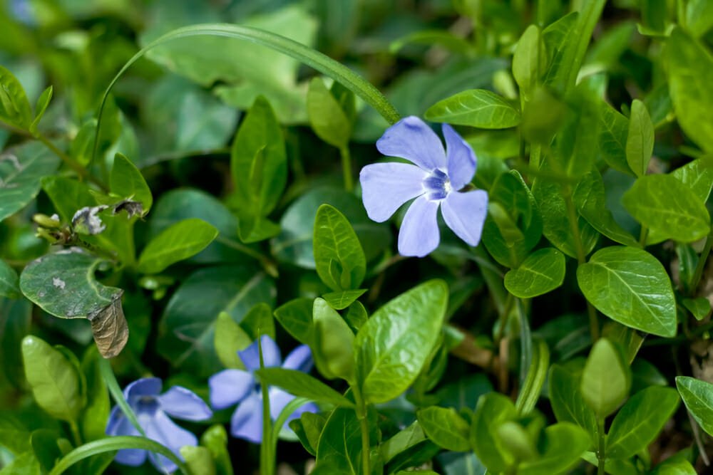 I fiori azzurri più belli da conoscere per tutte le stagioni