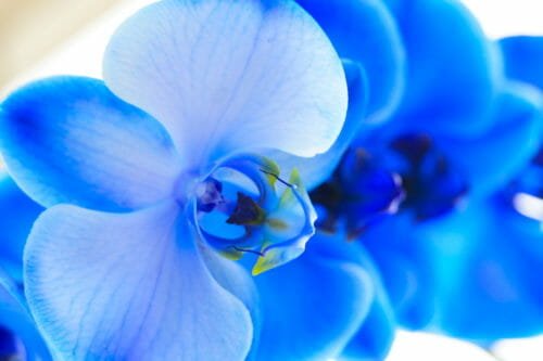 I fiori azzurri più belli da conoscere per tutte le stagioni