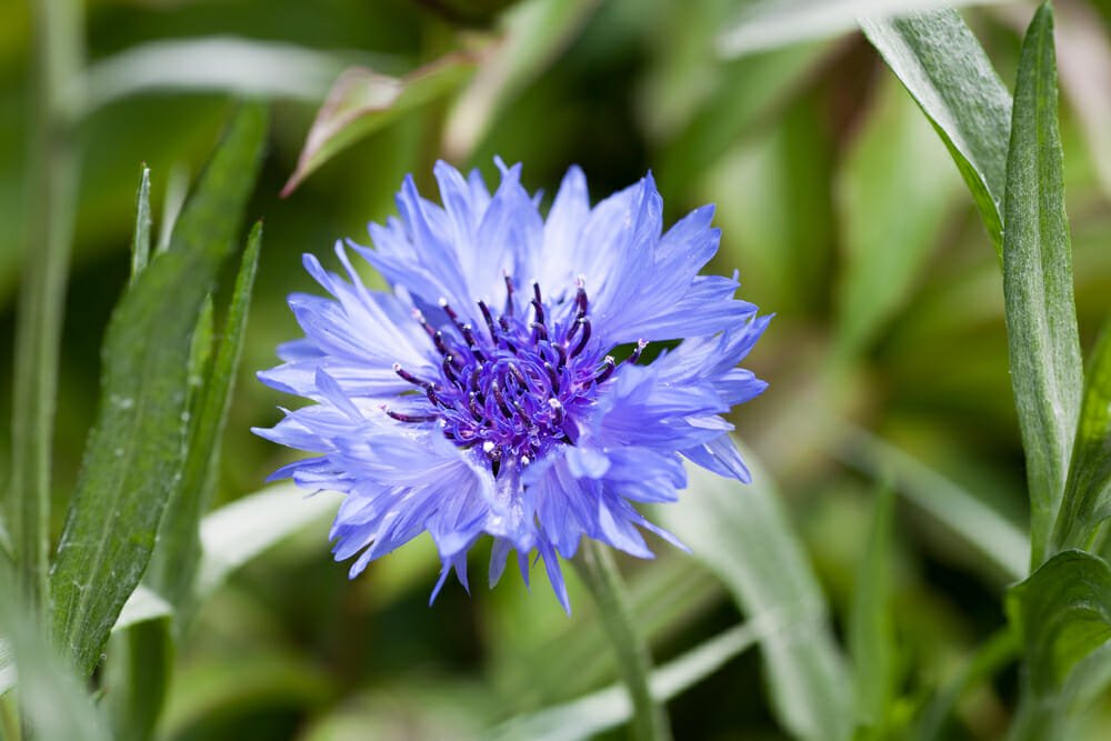 I fiori azzurri più belli da conoscere per tutte le stagioni