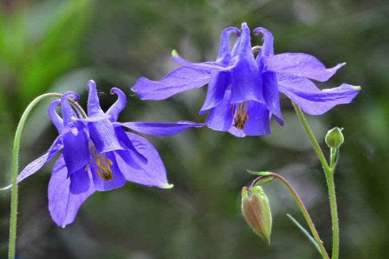 I fiori azzurri più belli da conoscere per tutte le stagioni