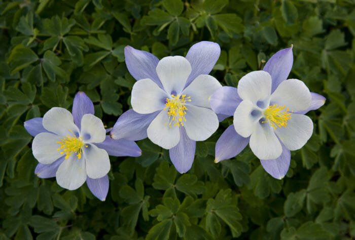 I fiori azzurri più belli da conoscere per tutte le stagioni