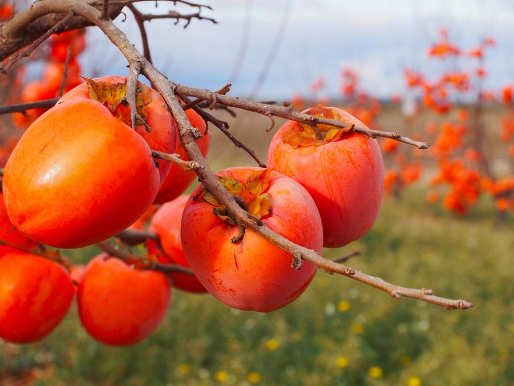 Cachi: proprietà, indicazioni e ricette con questi frutti autunnali