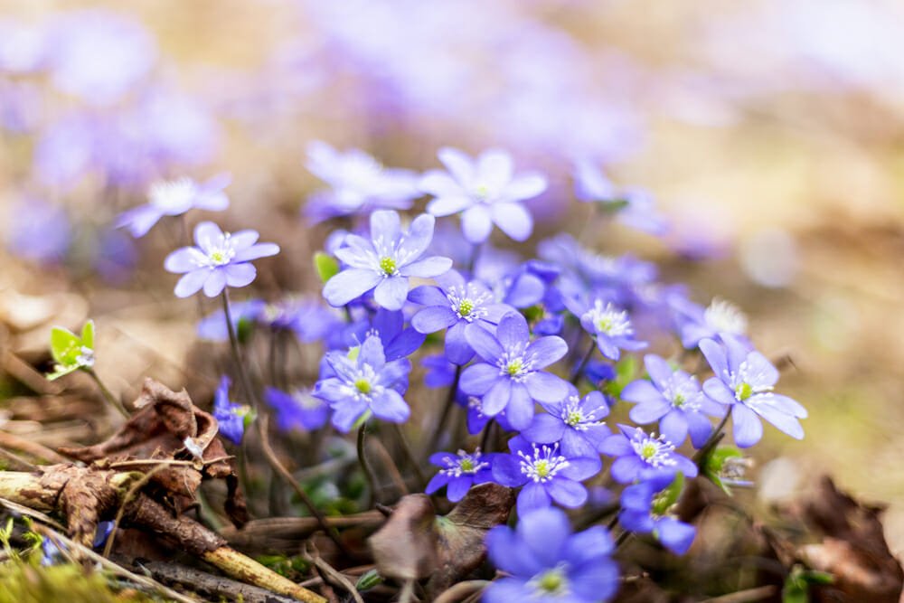 Fiori viola: quali sono, dove si trovano e come prendersene cura