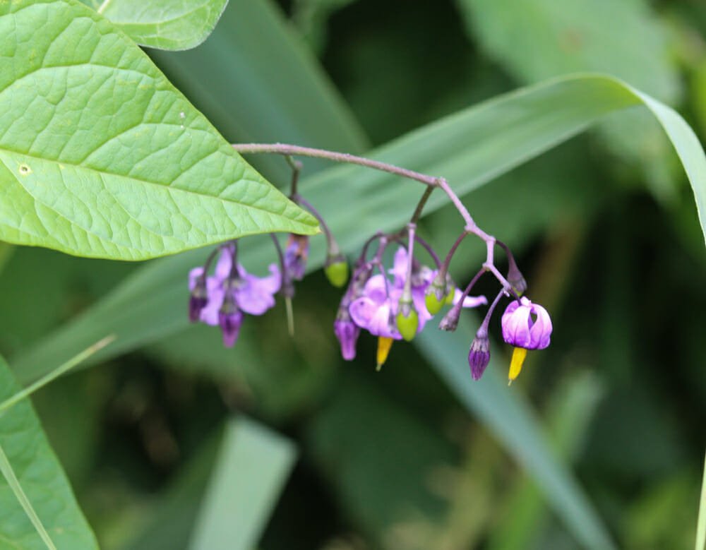 Fiori viola: quali sono, dove si trovano e come prendersene cura