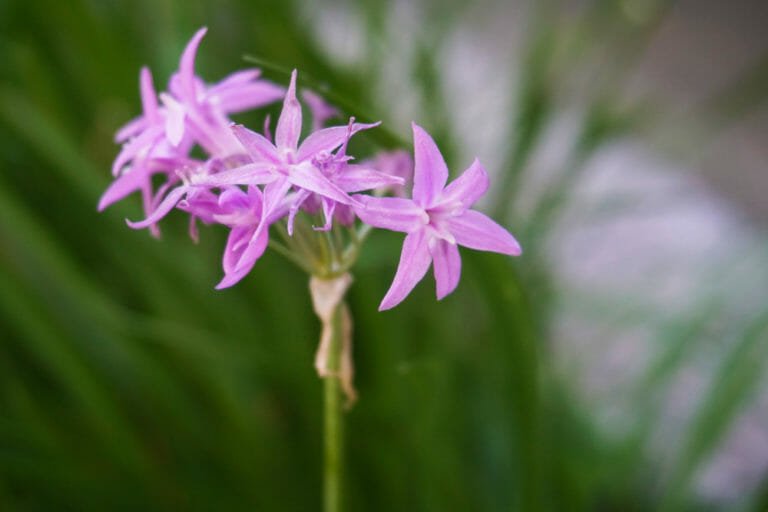 Fiori viola: quali sono, dove si trovano e come prendersene cura