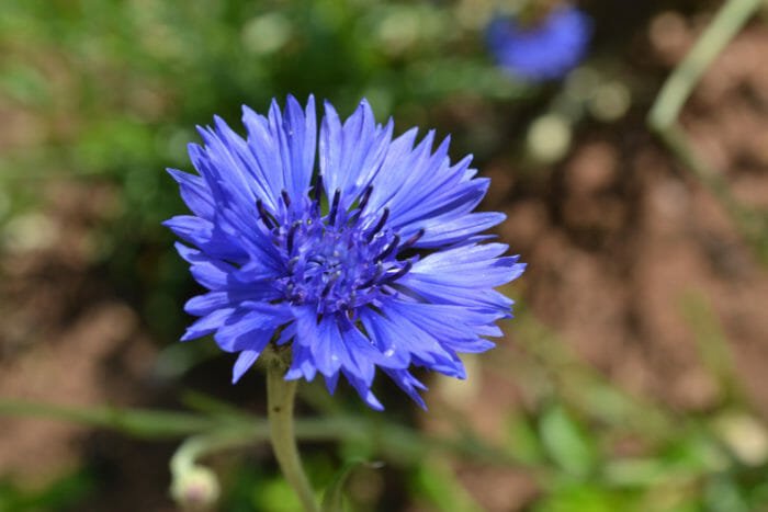 Fiori viola: quali sono, dove si trovano e come prendersene cura