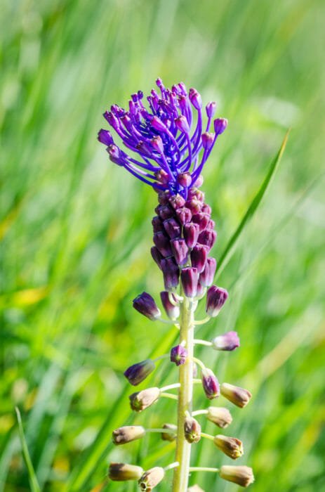 Fiori viola: quali sono, dove si trovano e come prendersene cura