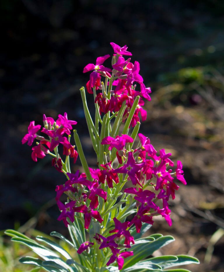 Violaciocca: cosa sapere di questo bel fiore da giardino di altri tempi