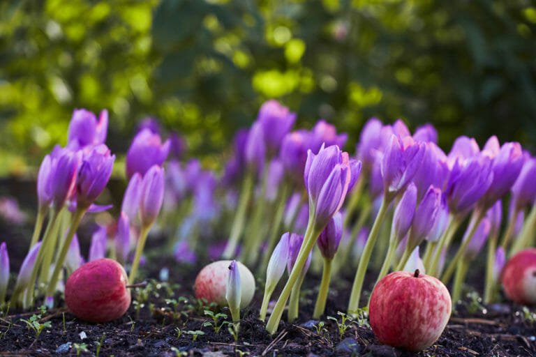 Fiori viola: quali sono, dove si trovano e come prendersene cura