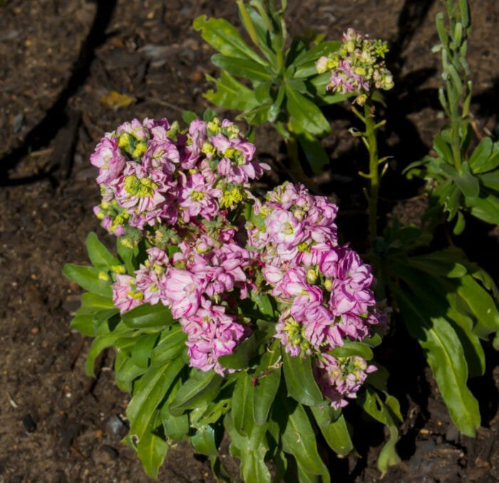 Violaciocca: cosa sapere di questo bel fiore da giardino di altri tempi