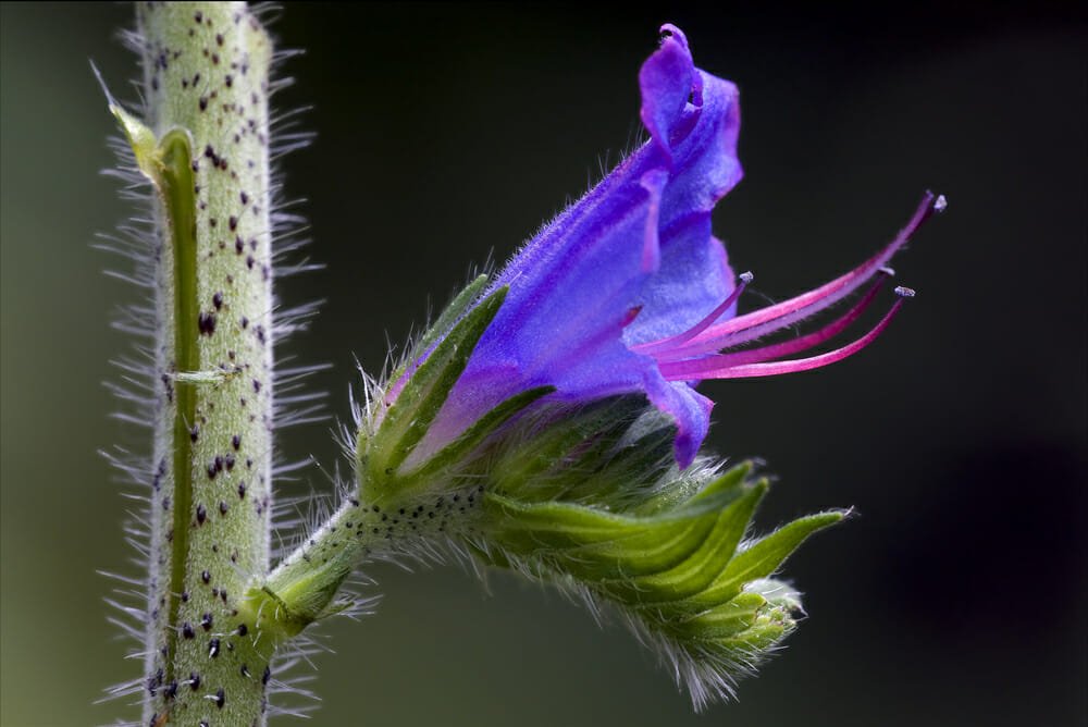 Fiori viola: quali sono, dove si trovano e come prendersene cura