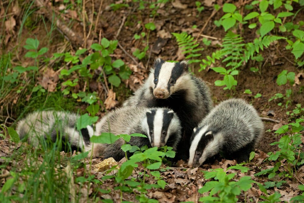 Il tasso, un animale notturno dalle abitudini davvero curiose