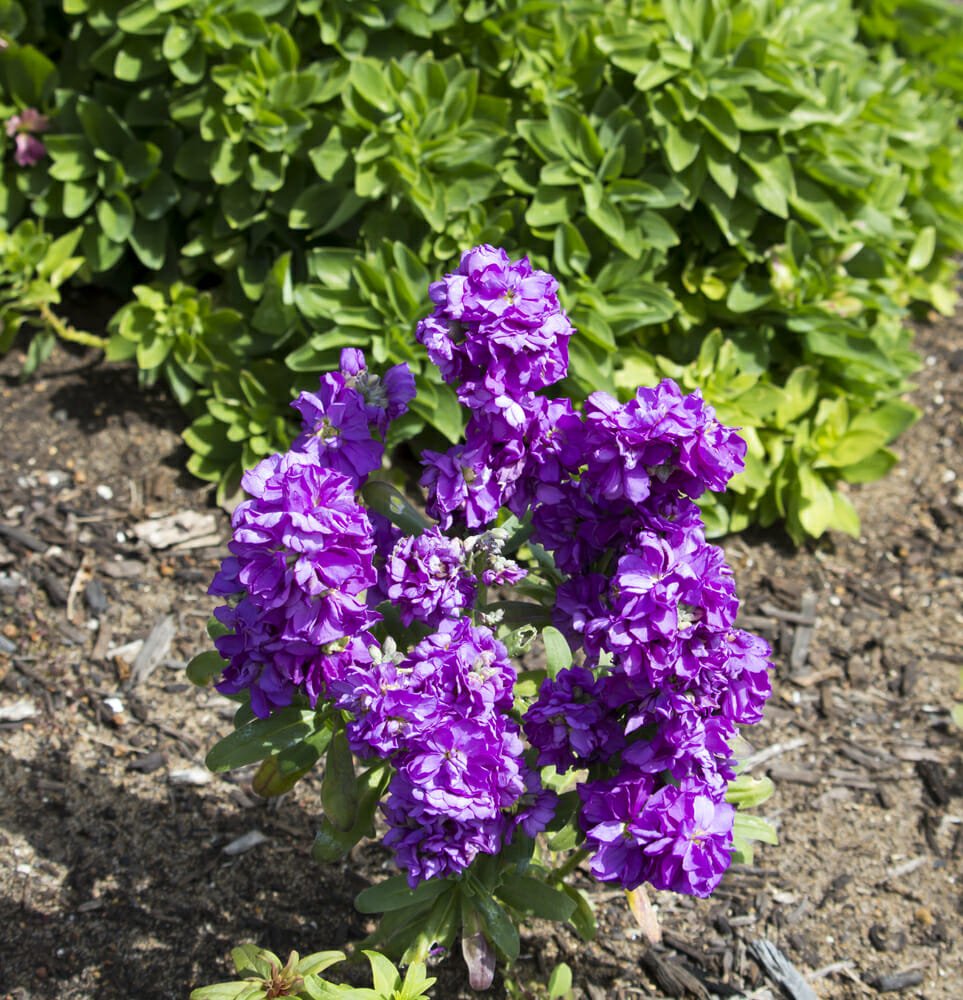 Violaciocca: cosa sapere di questo bel fiore da giardino di altri tempi
