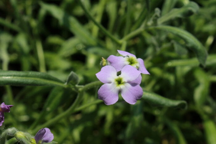 Fiori viola: quali sono, dove si trovano e come prendersene cura