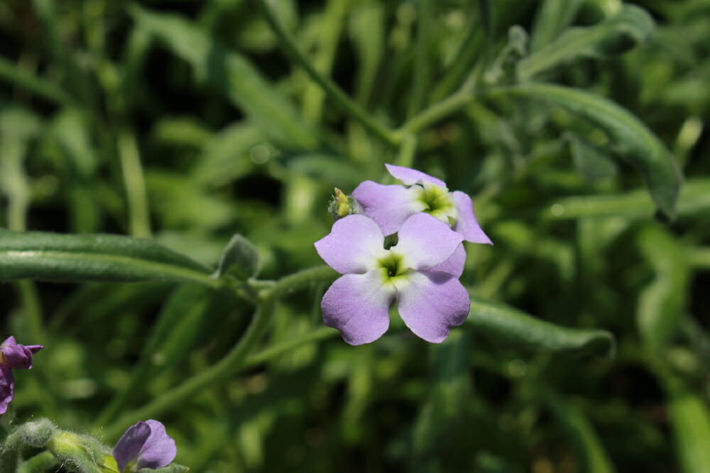 Fiori viola: quali sono, dove si trovano e come prendersene cura