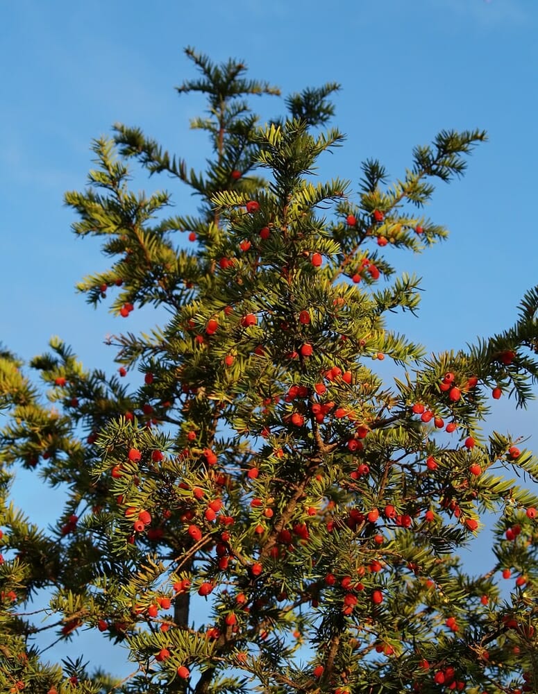 Tasso comune o albero della morte: proprietà, coltivazioni e avvertenze