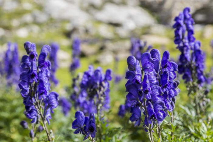 Aconito: cosa c'è da sapere sulla pianta più velenosa della nostra flora