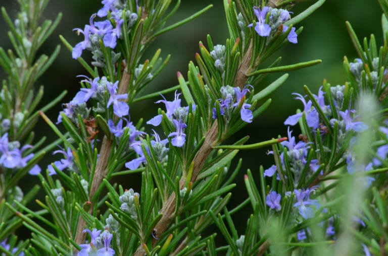 Fiori viola: quali sono, dove si trovano e come prendersene cura
