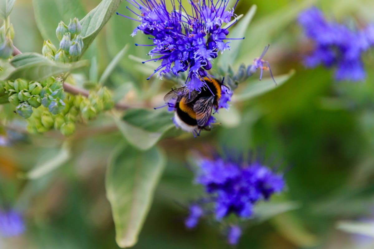 Caryopteris: un arbusto dai magnifici fiorellini blu e viola