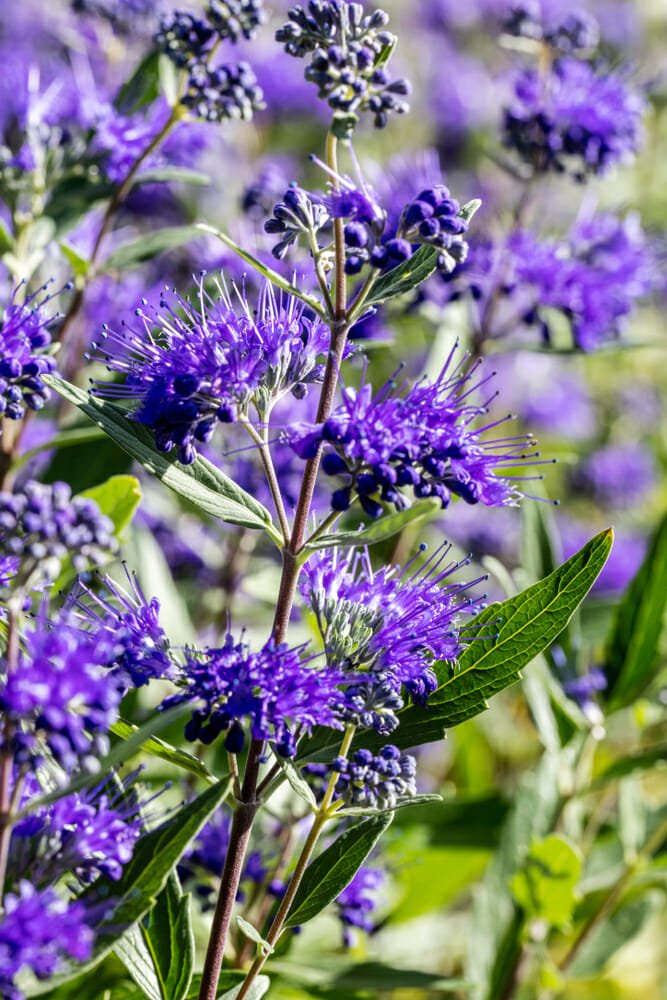 Caryopteris: un arbusto dai magnifici fiorellini blu e viola