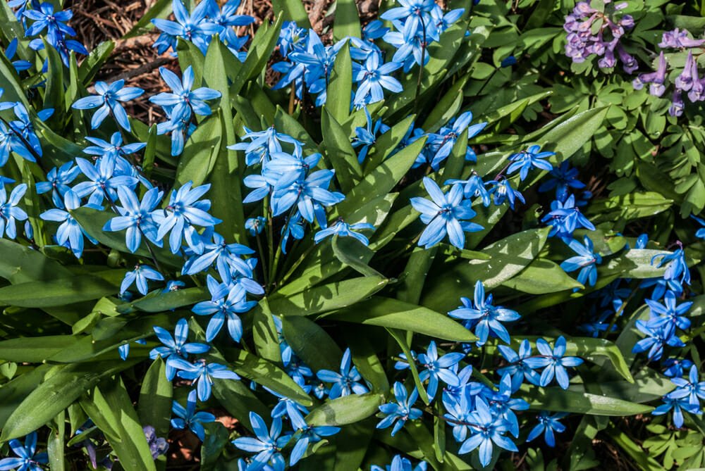 Scilla: varietà di questa pianta dal grande potenziale ornamentale