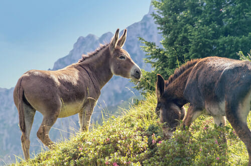 Asino: carattere, razze e alimentazione di questo animale - Tuttogreen