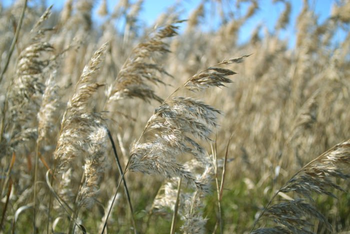 Allergia alle graminacee: cause, sintomi, cure e rimedi naturali