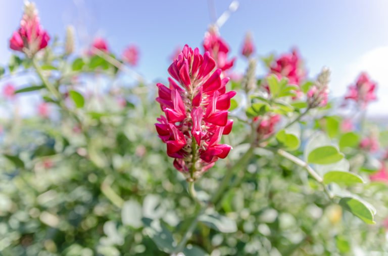 Sulla: caratteristiche, coltivazione, proprietà e benefici della pianta