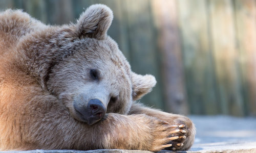 Animali che vanno in letargo: quali sono e altre curiosità - Tuttogreen