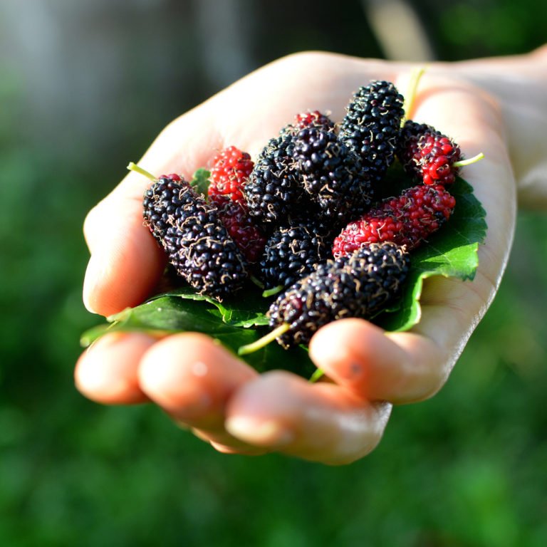 Gelso: proprietà e coltivazione delle diverse varietà di questo albero