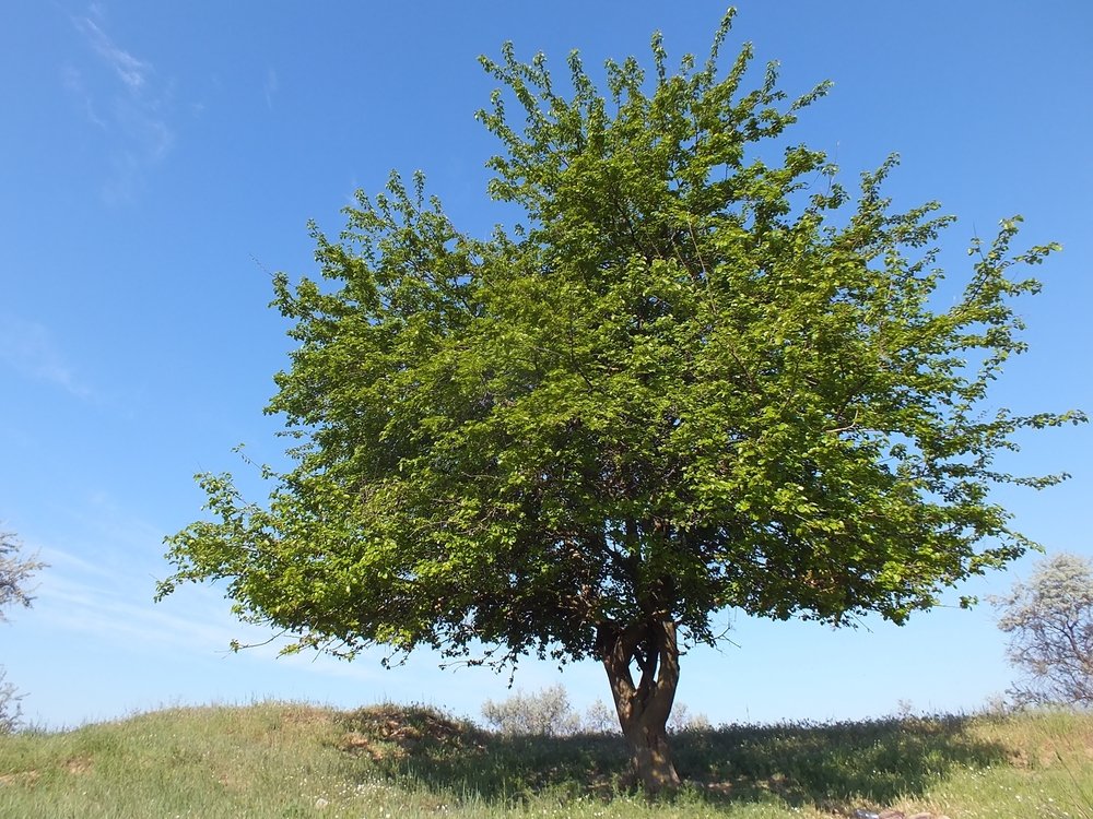 Gelso: proprietà e coltivazione delle diverse varietà di questo albero